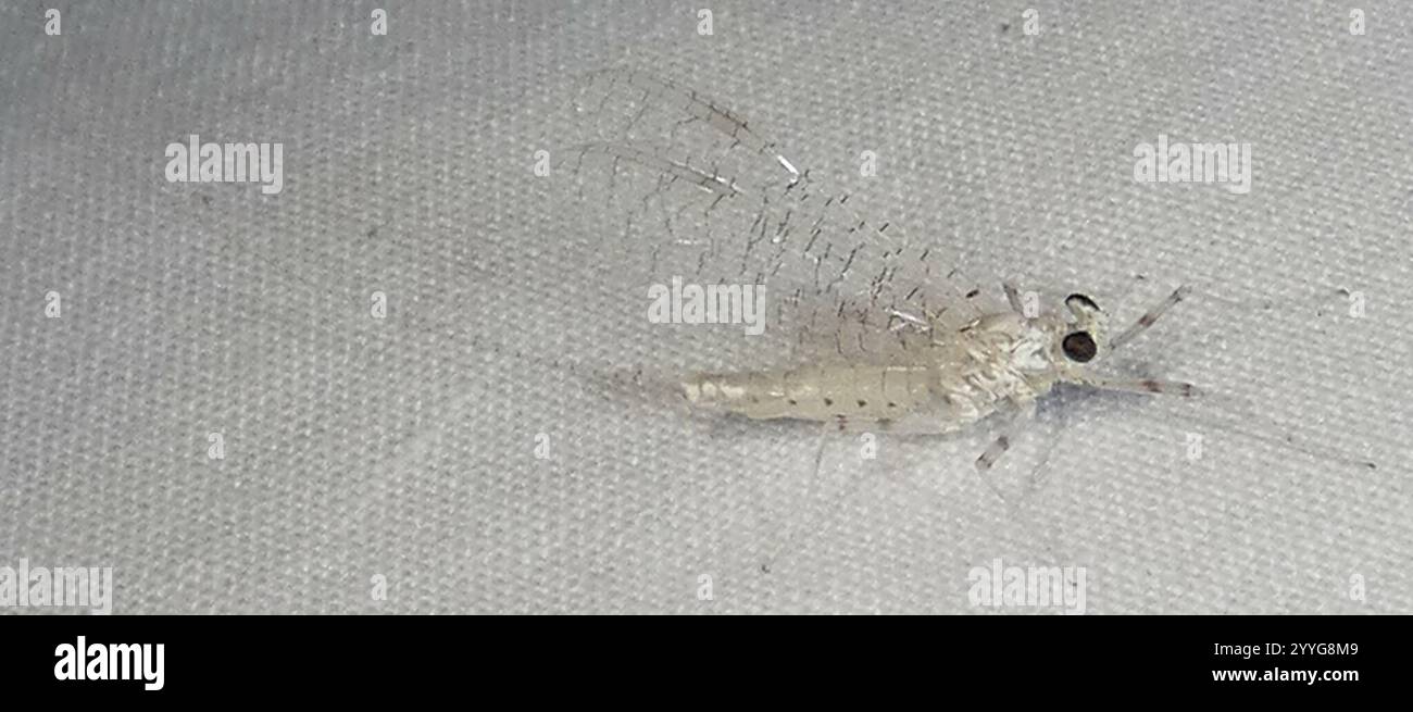 Modest Flat-headed Mayfly (Maccaffertium modestum Stock Photo - Alamy