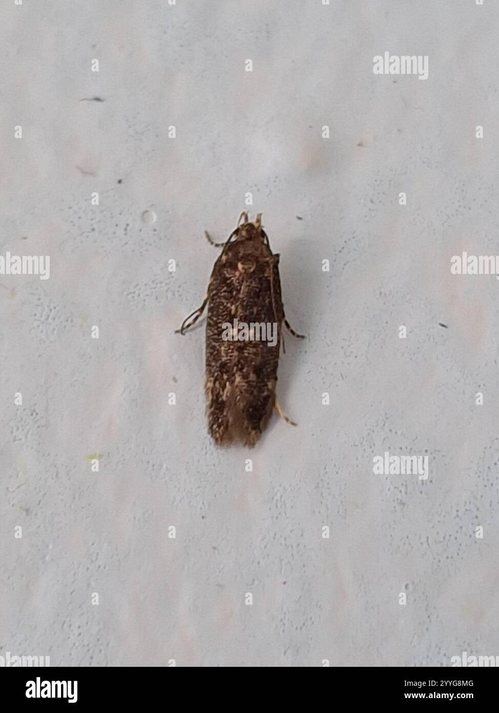 Dark Groundling (Bryotropha affinis Stock Photo - Alamy