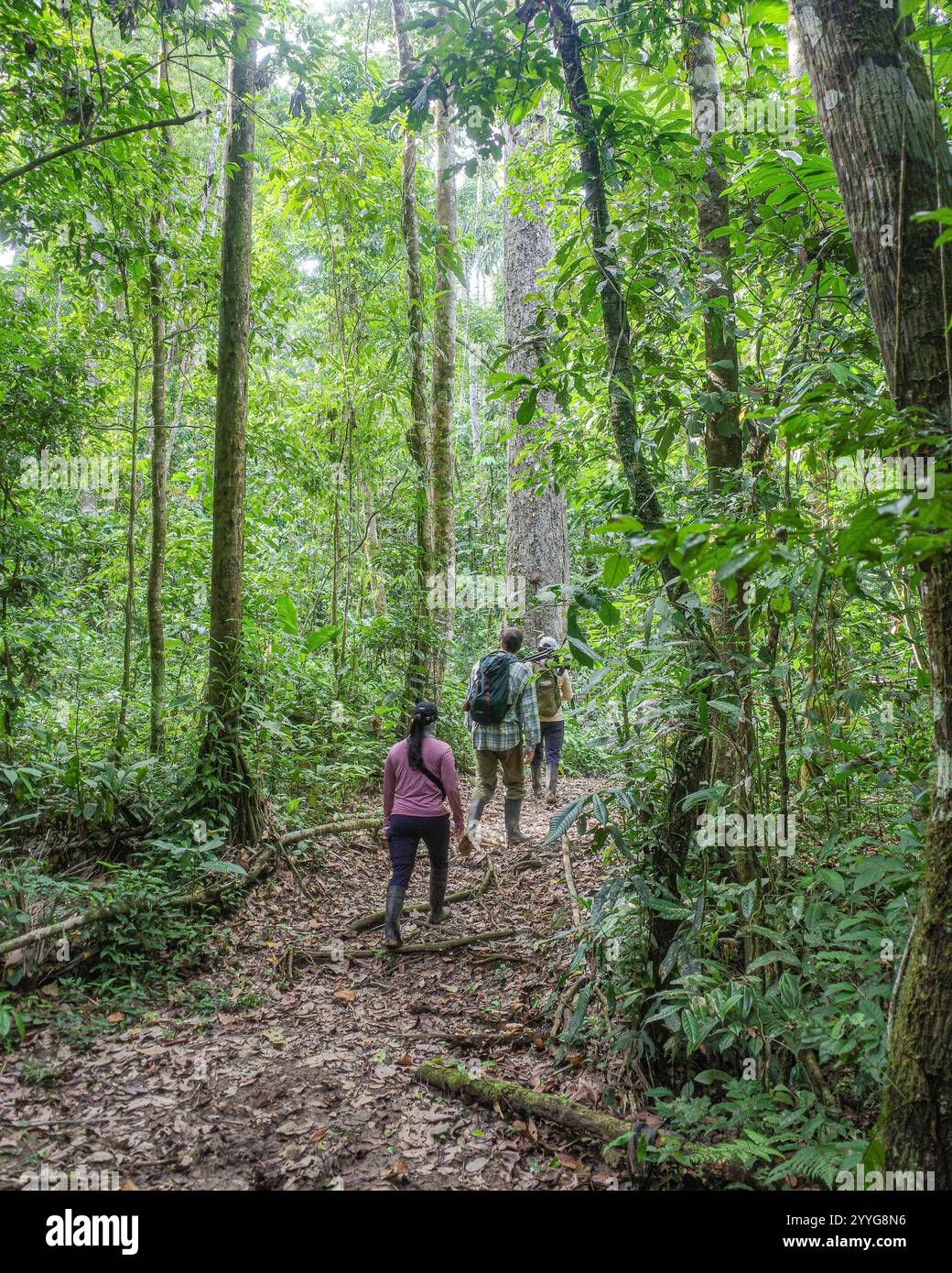 Tambopata, Peru - 27 Nov, 2024: Guided nature walks from an ecotourism ...