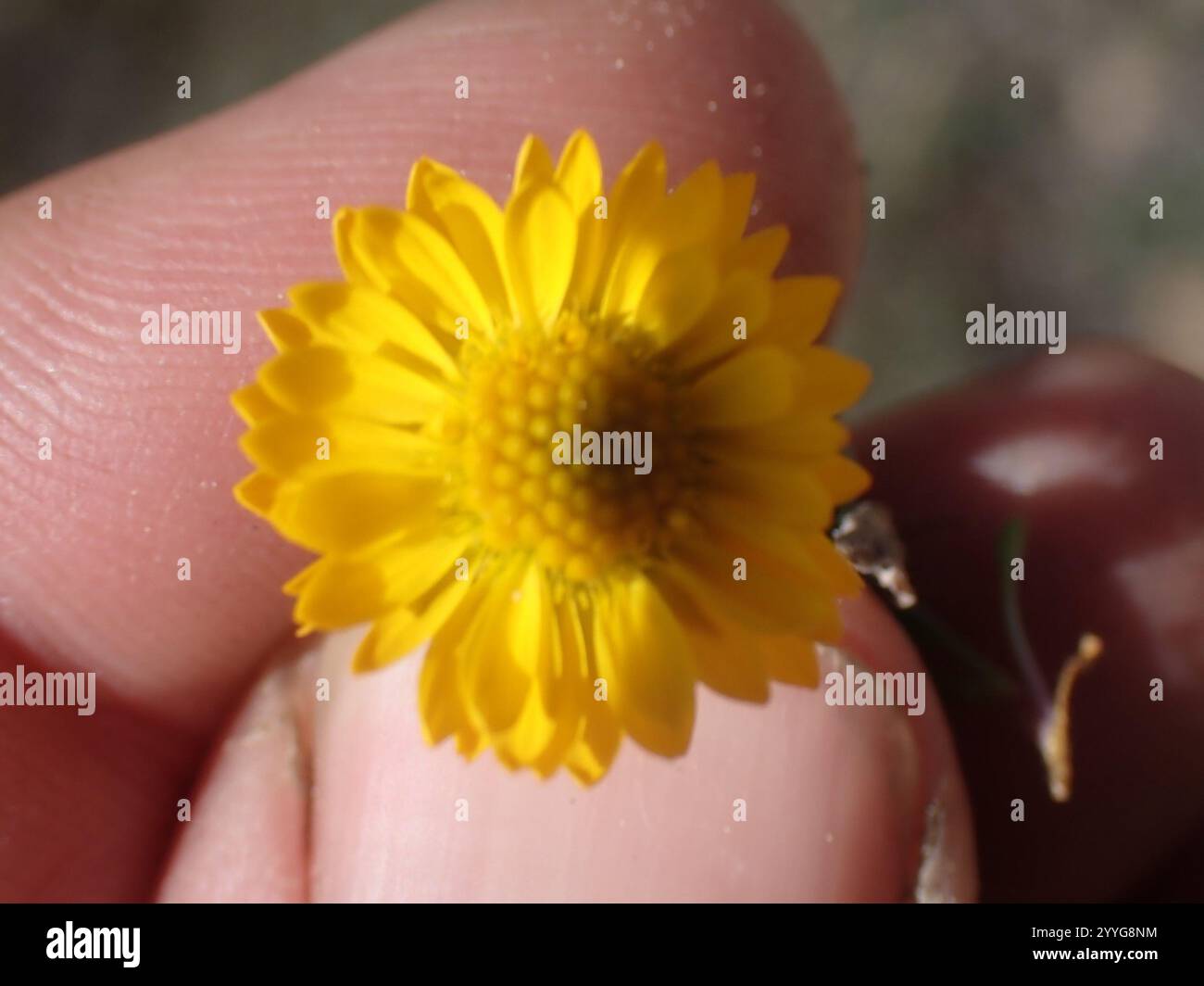 Alpine Yellow Fleabane (Erigeron aureus Stock Photo - Alamy