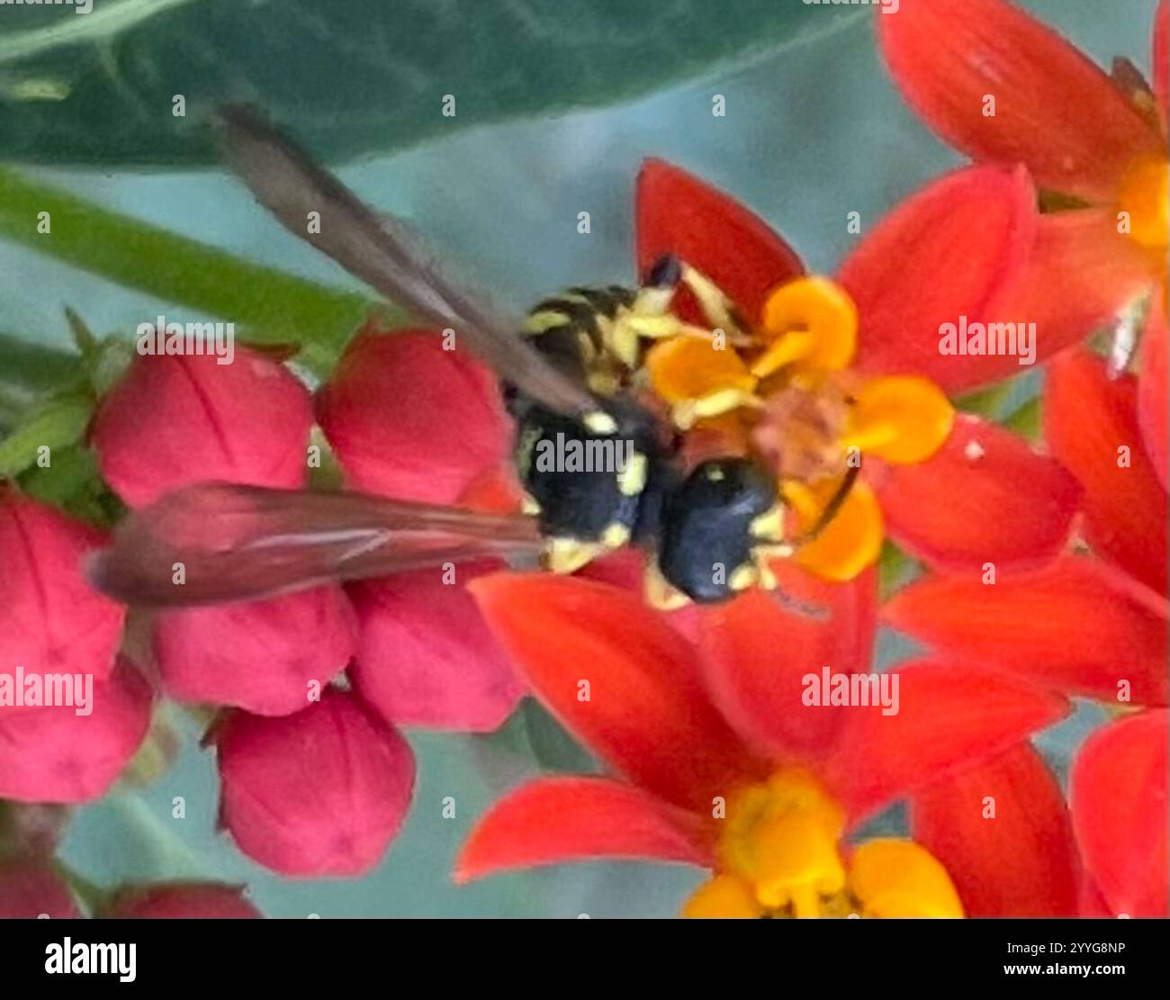 Square-headed Wasps, Sand Wasps, and Allies (Crabronidae Stock Photo ...