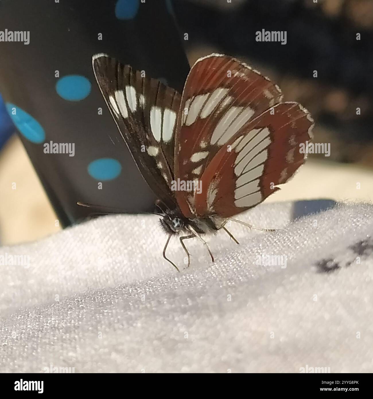 Hungarian Glider (Neptis rivularis Stock Photo - Alamy
