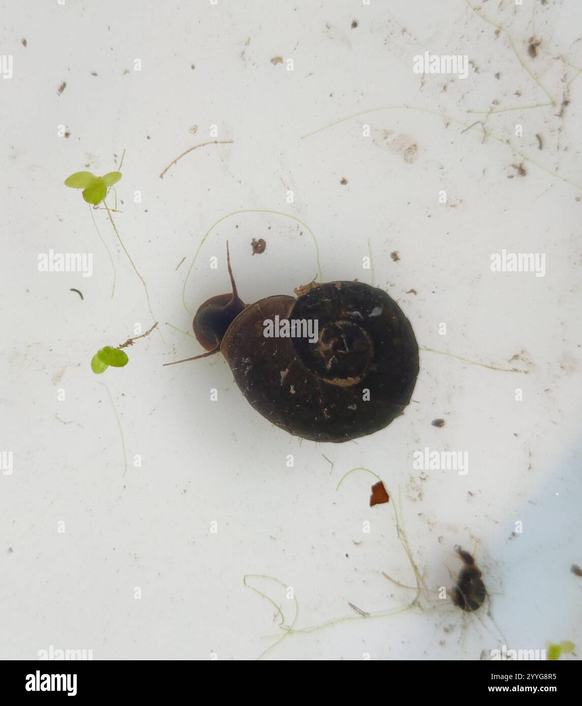 Great Ram's-horn (Planorbarius corneus Stock Photo - Alamy