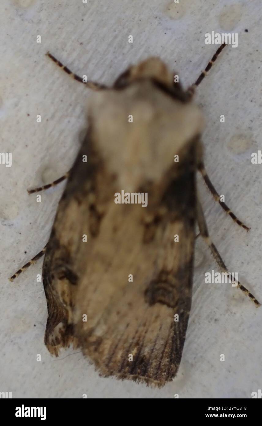 Shuttle-shaped Dart (Agrotis puta Stock Photo - Alamy