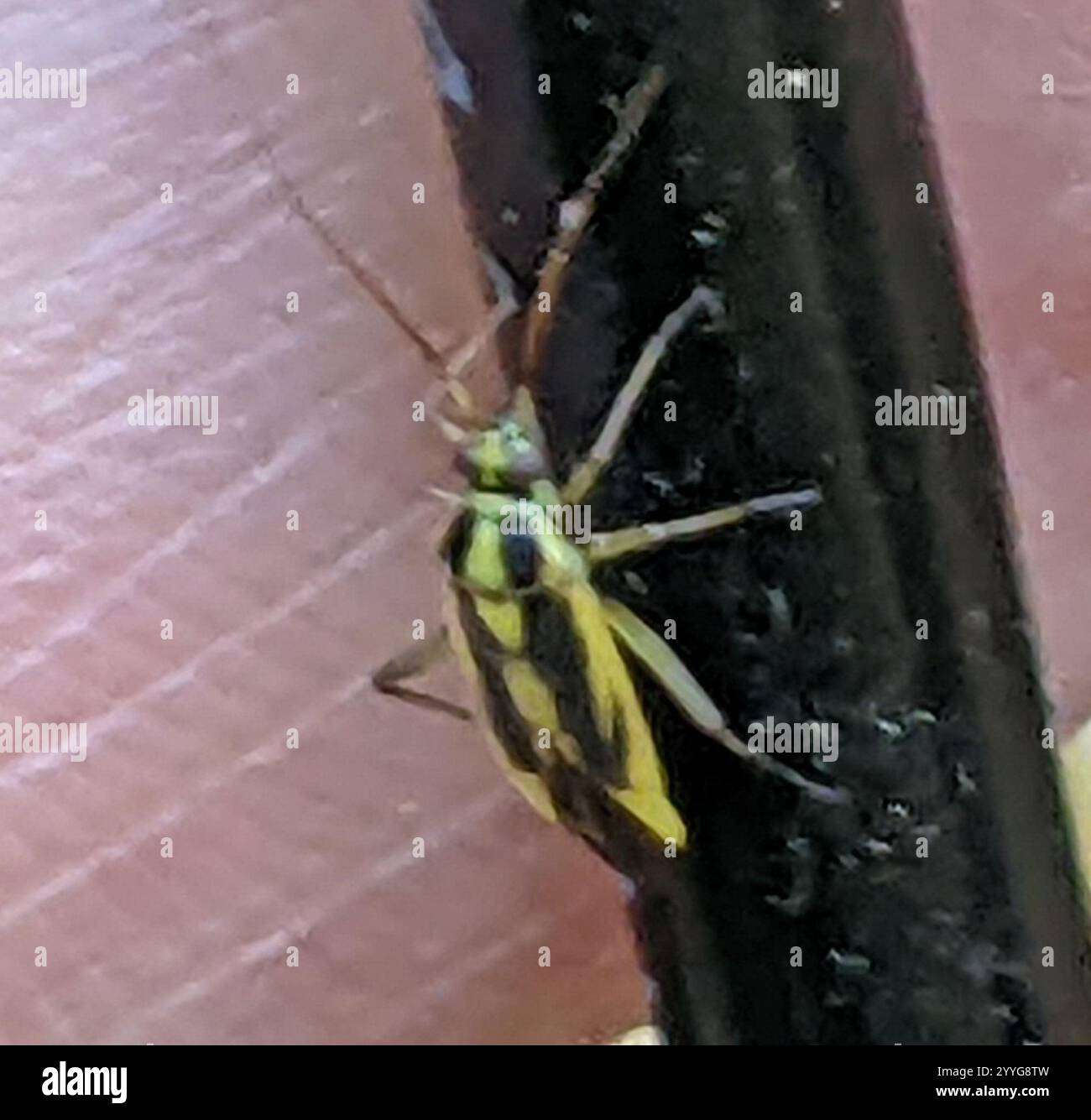 Two-spotted Grass Bug (Stenotus binotatus Stock Photo - Alamy