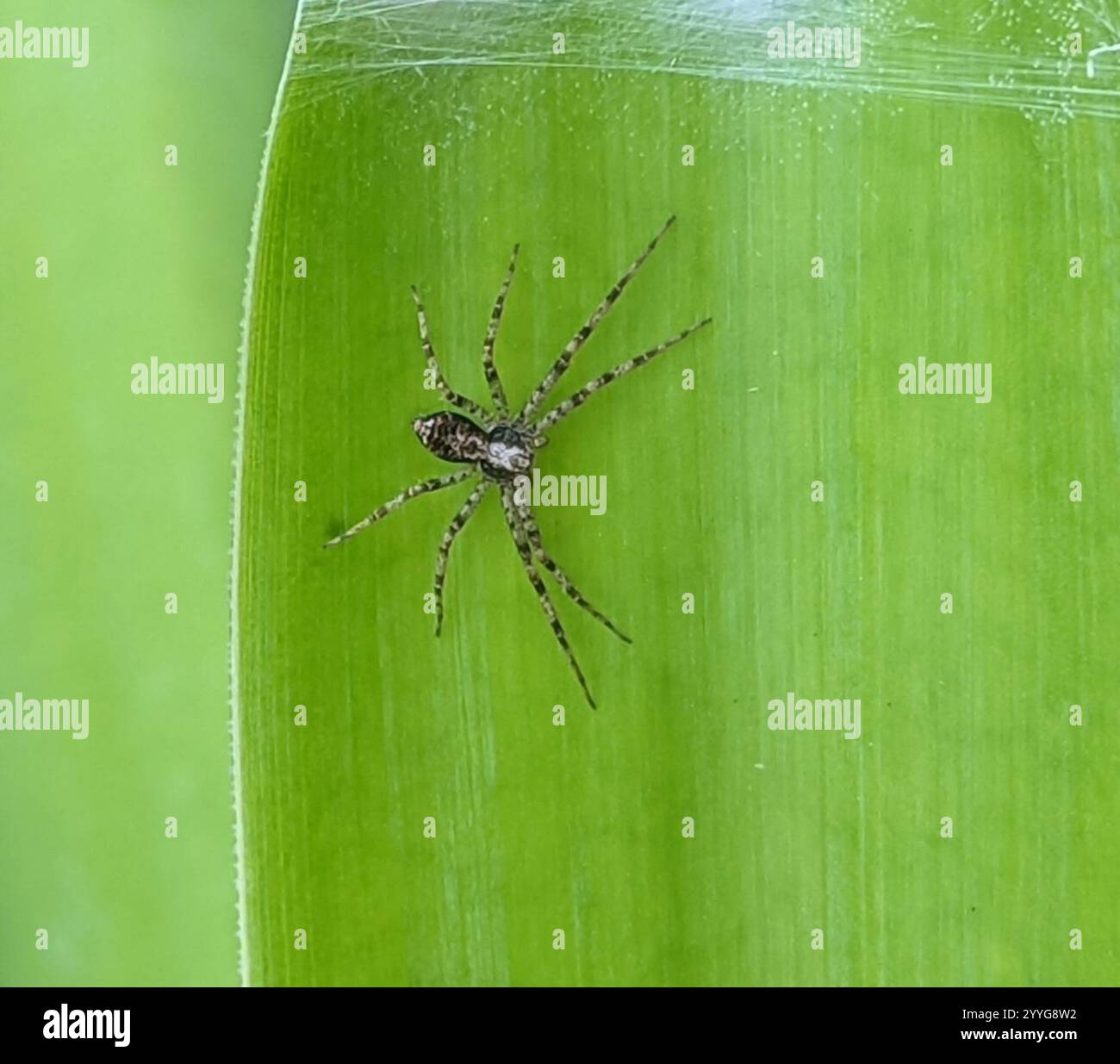 Running Crab Spiders (Philodromidae Stock Photo - Alamy