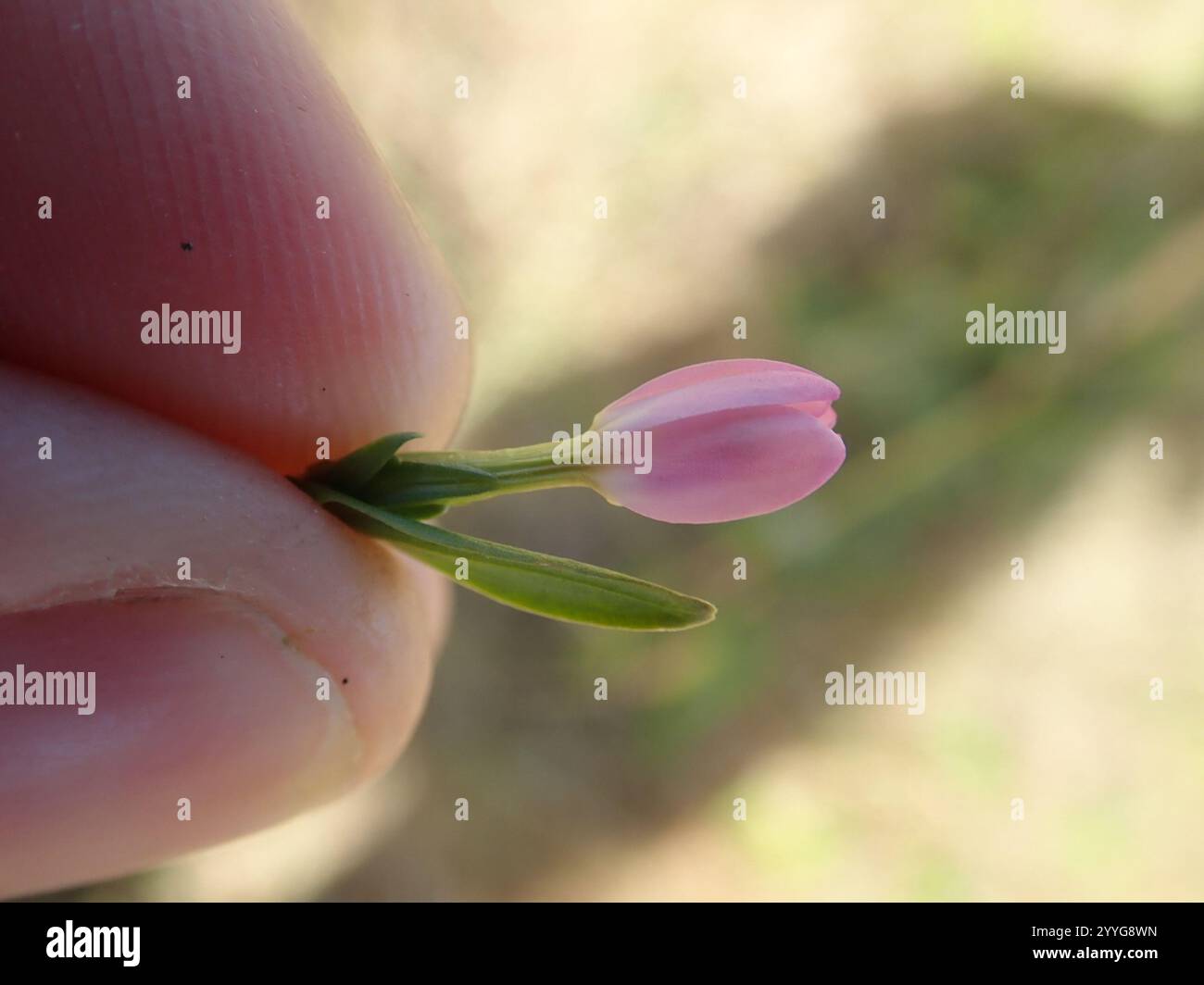 Lesser Centaury (Centaurium pulchellum Stock Photo - Alamy