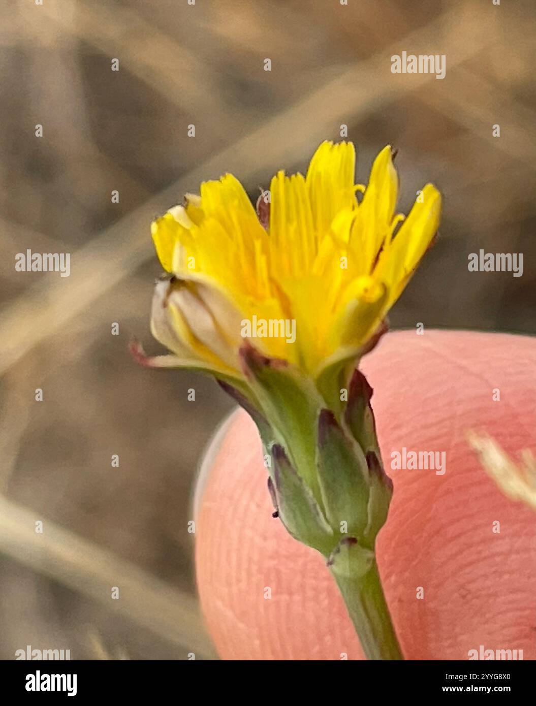 Common Cat's-ear (Hypochaeris radicata Stock Photo - Alamy