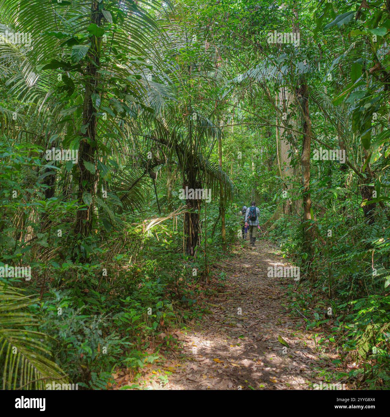 Tambopata, Peru - 27 Nov, 2024: Guided nature walks from an ecotourism ...