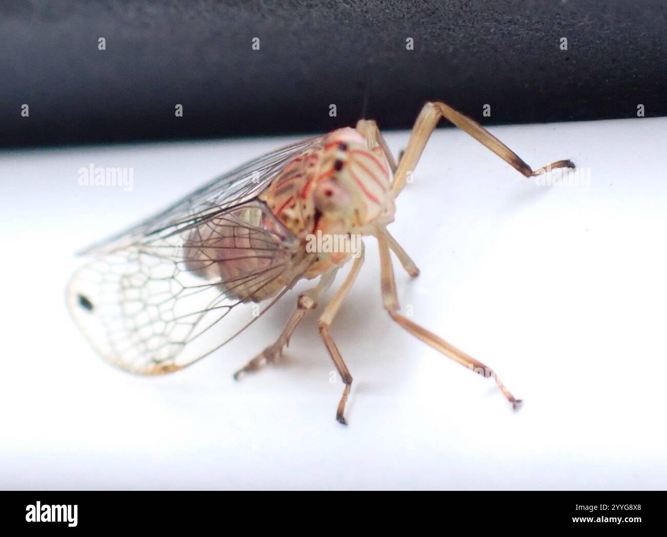 palm planthopper (Magia subocellata Stock Photo - Alamy