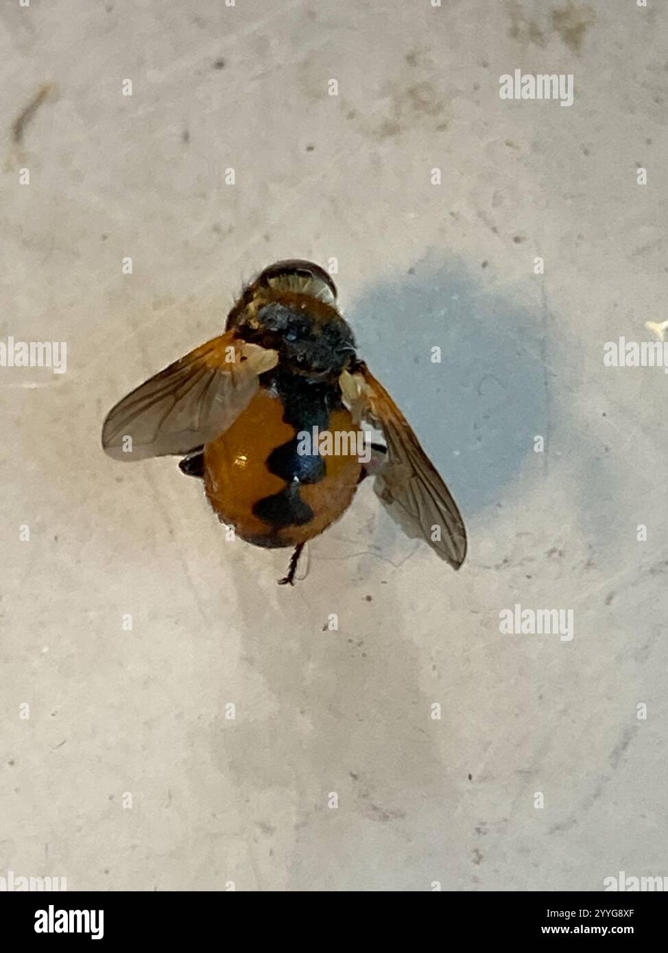 Ladybird Fly (Gymnosoma rotundatum Stock Photo - Alamy