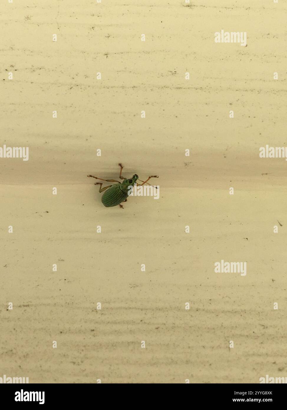 Green Immigrant Leaf Weevil (Polydrusus formosus Stock Photo - Alamy