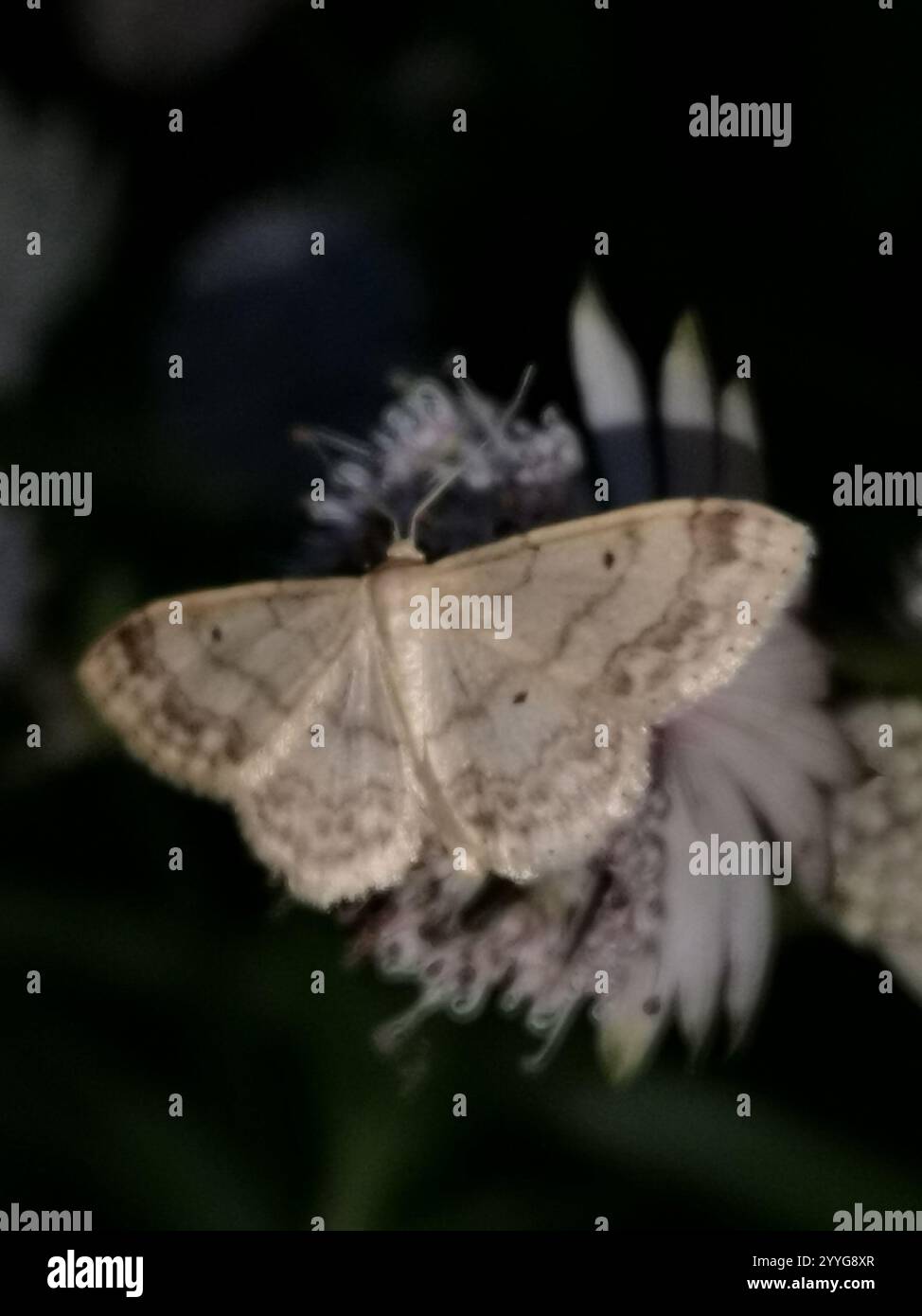 Fan footed hi-res stock photography and images - Alamy