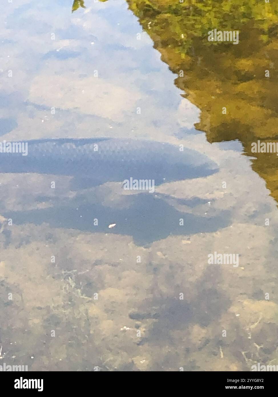 European Carp (Cyprinus carpio Stock Photo - Alamy