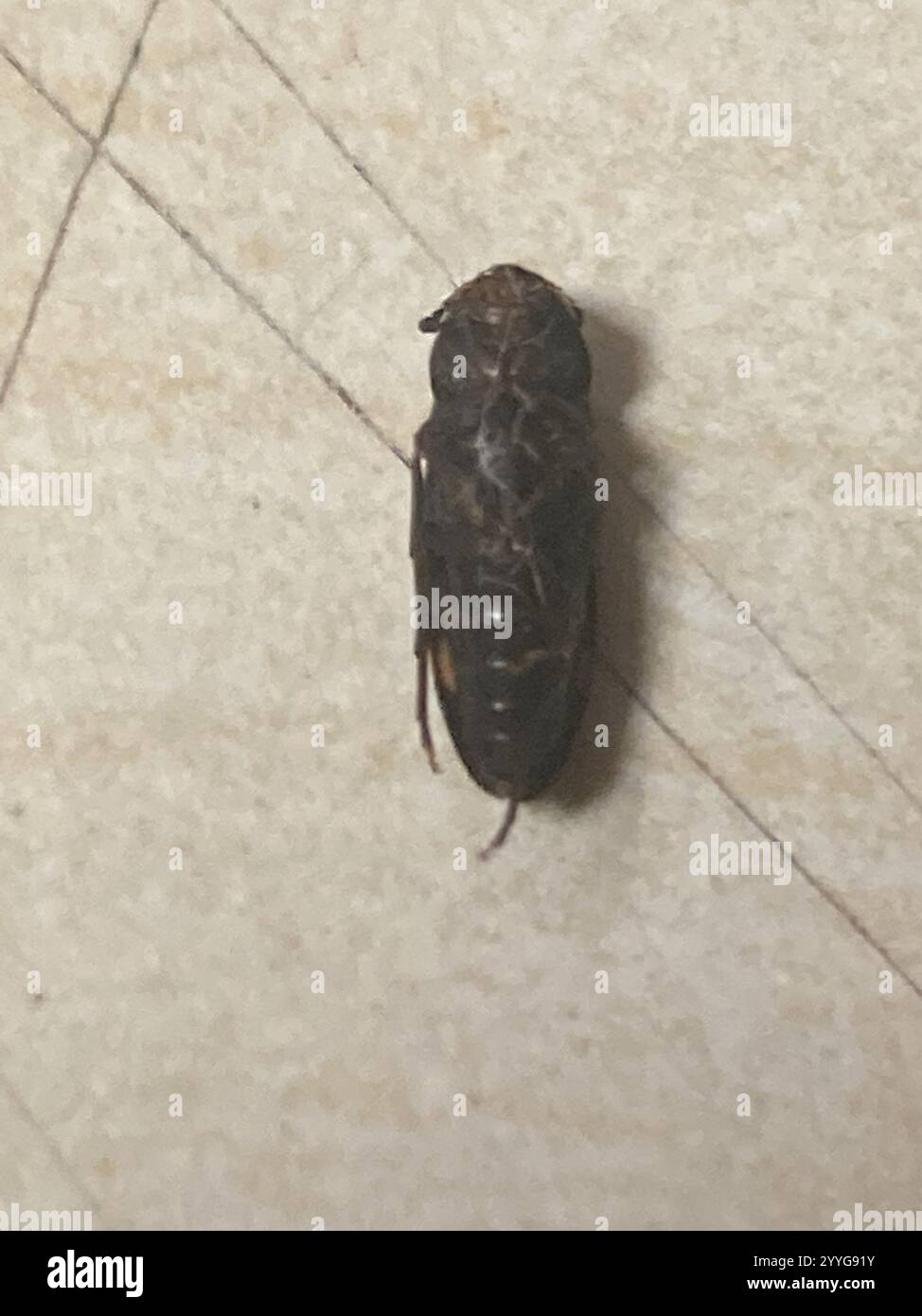 Dircaea quadriguttata hi-res stock photography and images - Alamy