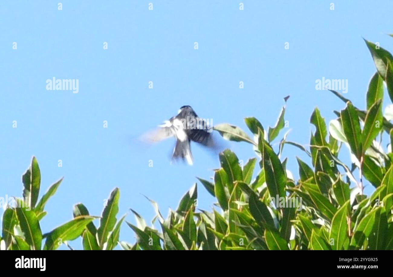 White-eared Monarch (Carterornis leucotis Stock Photo - Alamy