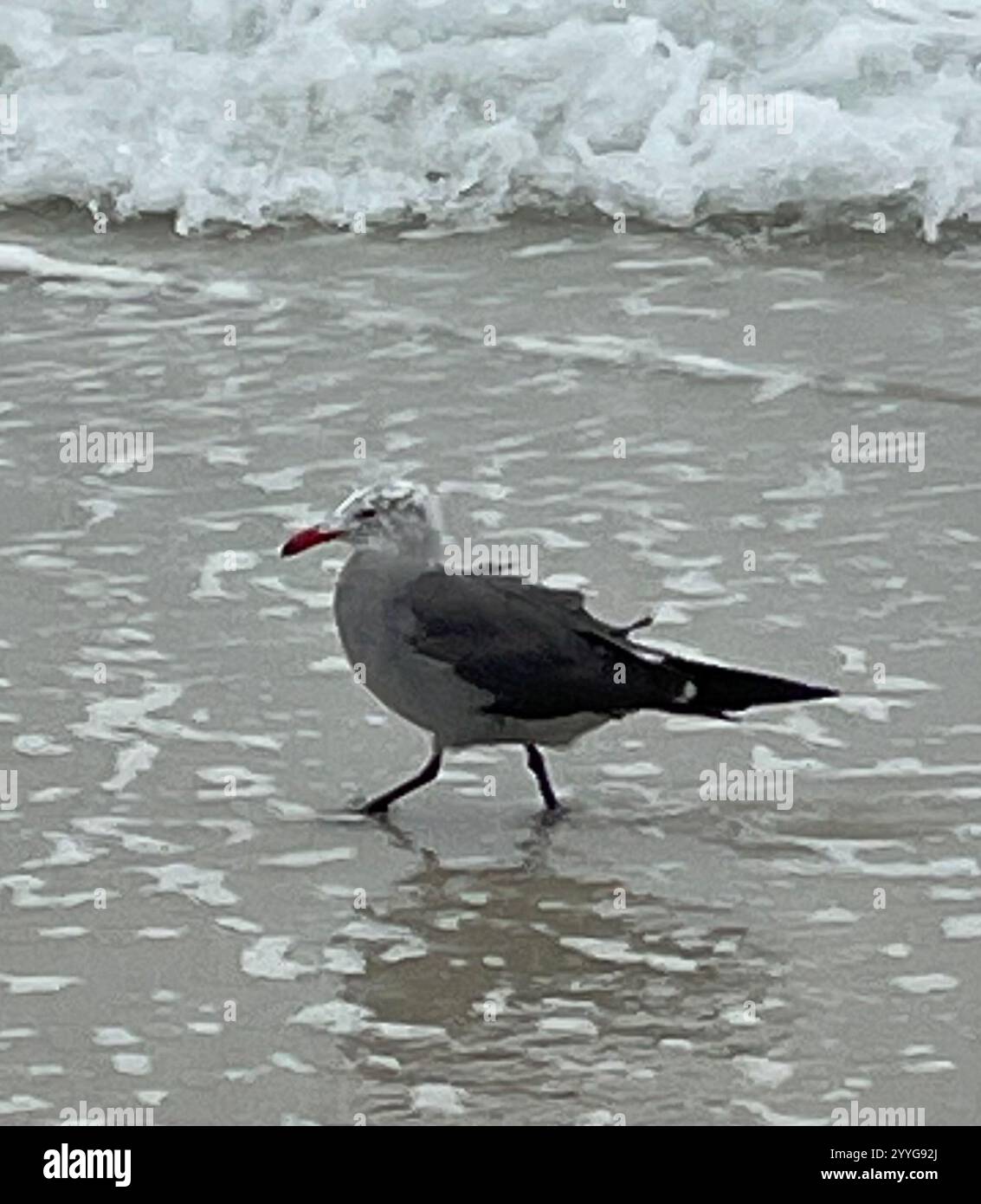 Heermann's Gull (Larus heermanni Stock Photo - Alamy