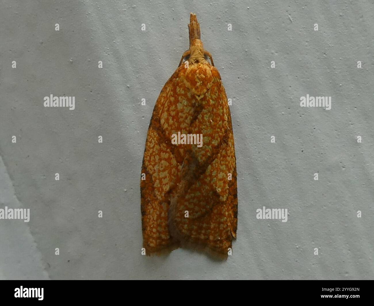 Reticulated Fruitworm Moth (Cenopis reticulatana Stock Photo - Alamy