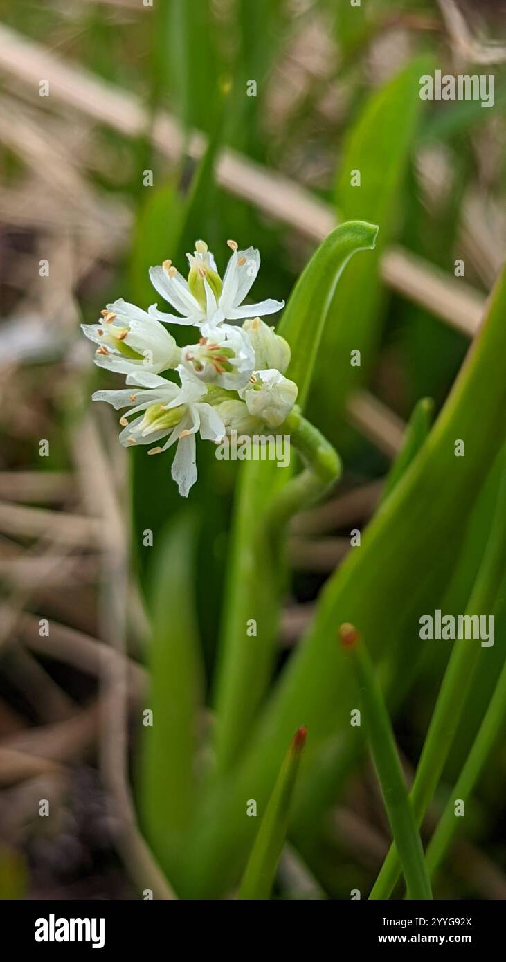 Sticky False Asphodel (Triantha glutinosa Stock Photo - Alamy
