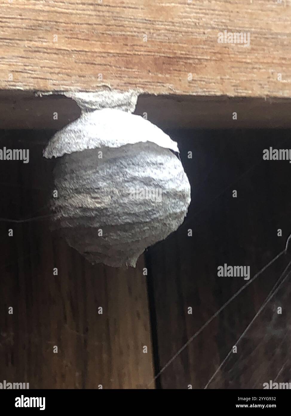 Hornets and Yellowjackets (Vespinae Stock Photo - Alamy