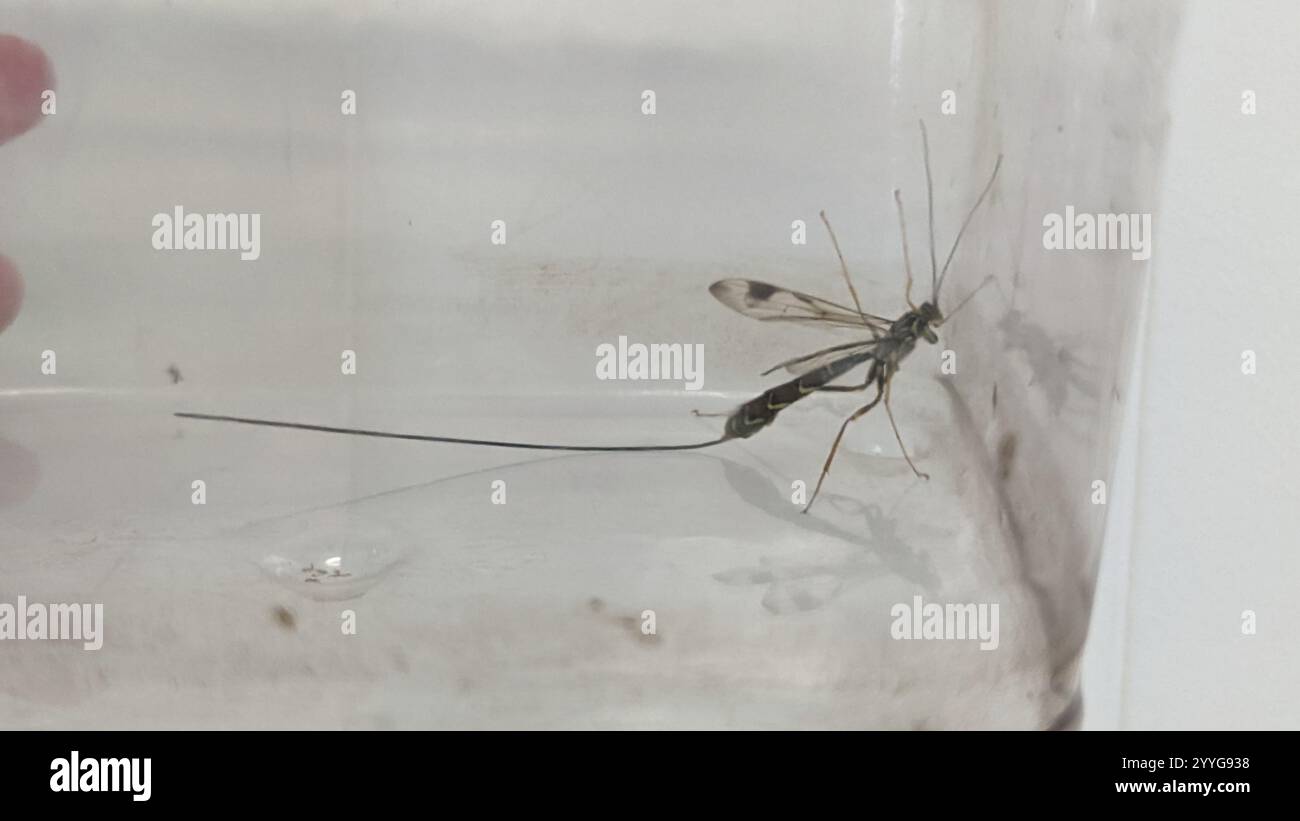 Long-tailed Giant Ichneumonid Wasp (Megarhyssa macrurus macrurus Stock ...