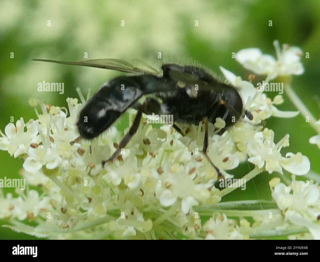 Pitheads hi-res stock photography and images - Alamy