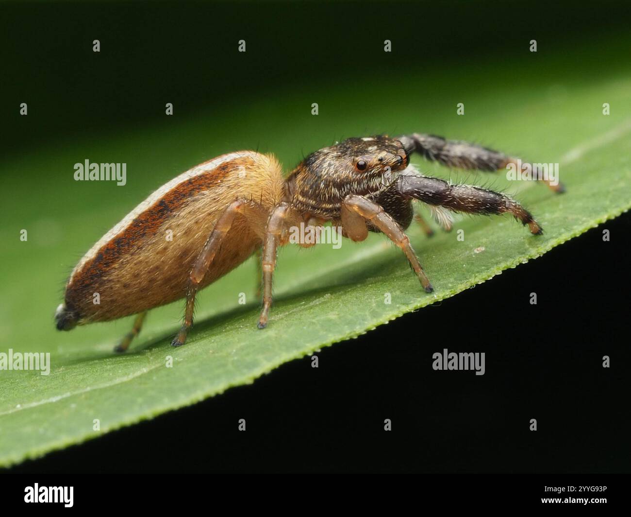Short-bellied Slender Jumping Spider (Marpissa formosa Stock Photo - Alamy