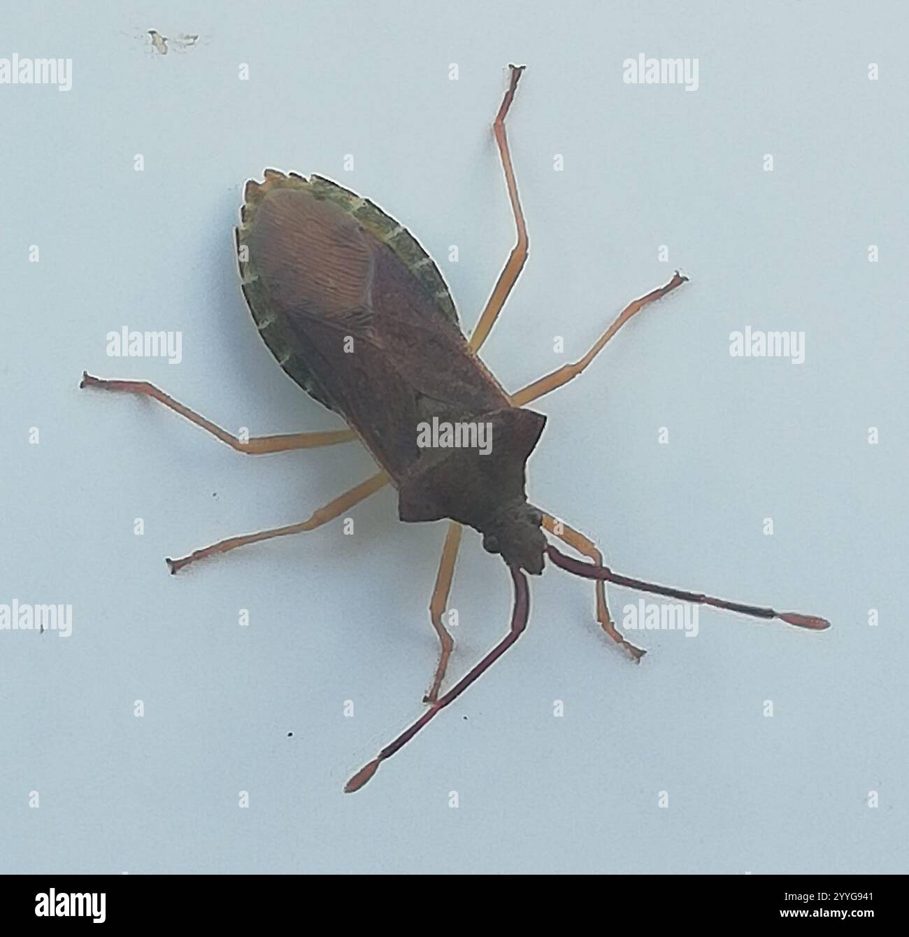 Box Bug (Gonocerus acuteangulatus Stock Photo - Alamy