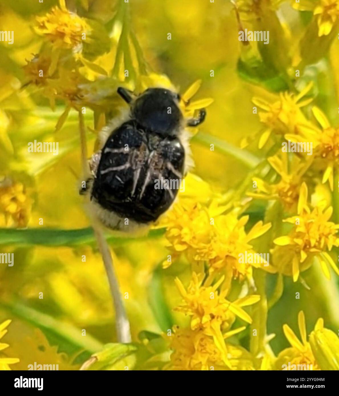 Bee-mimic Beetle (Trichiotinus assimilis Stock Photo - Alamy
