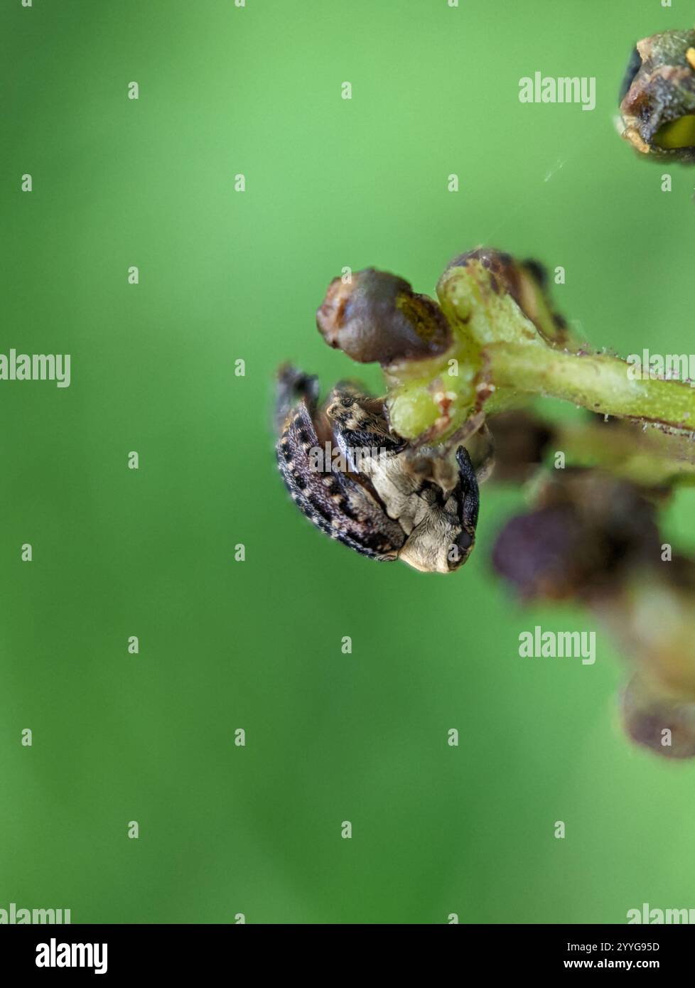 Common Figwort Weevil (Cionus scrophulariae Stock Photo - Alamy