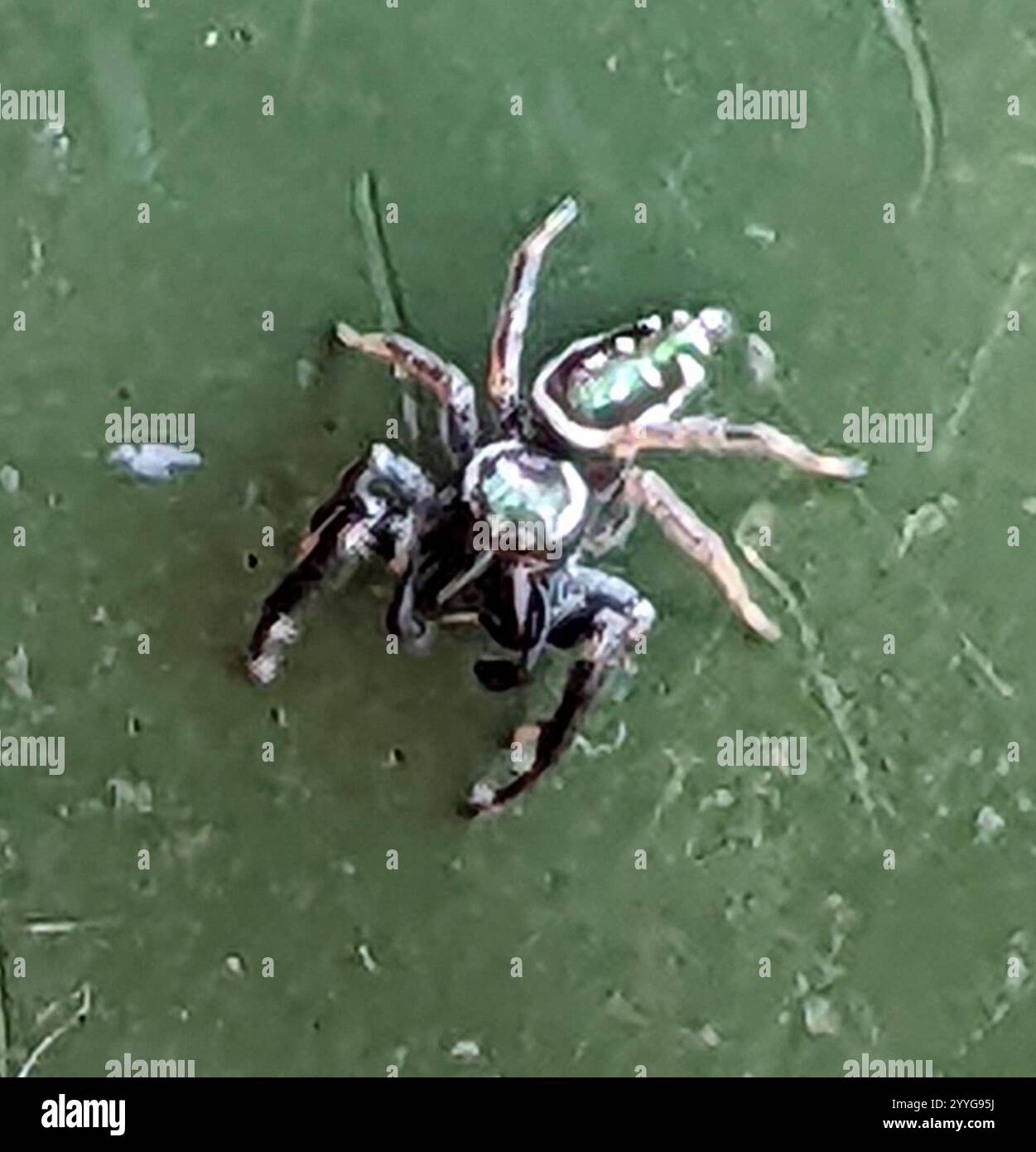 Golden Jumping Spider (Paraphidippus aurantius Stock Photo - Alamy