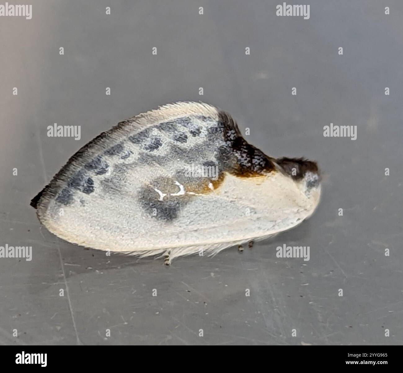 Chinese Character (Cilix glaucata Stock Photo - Alamy