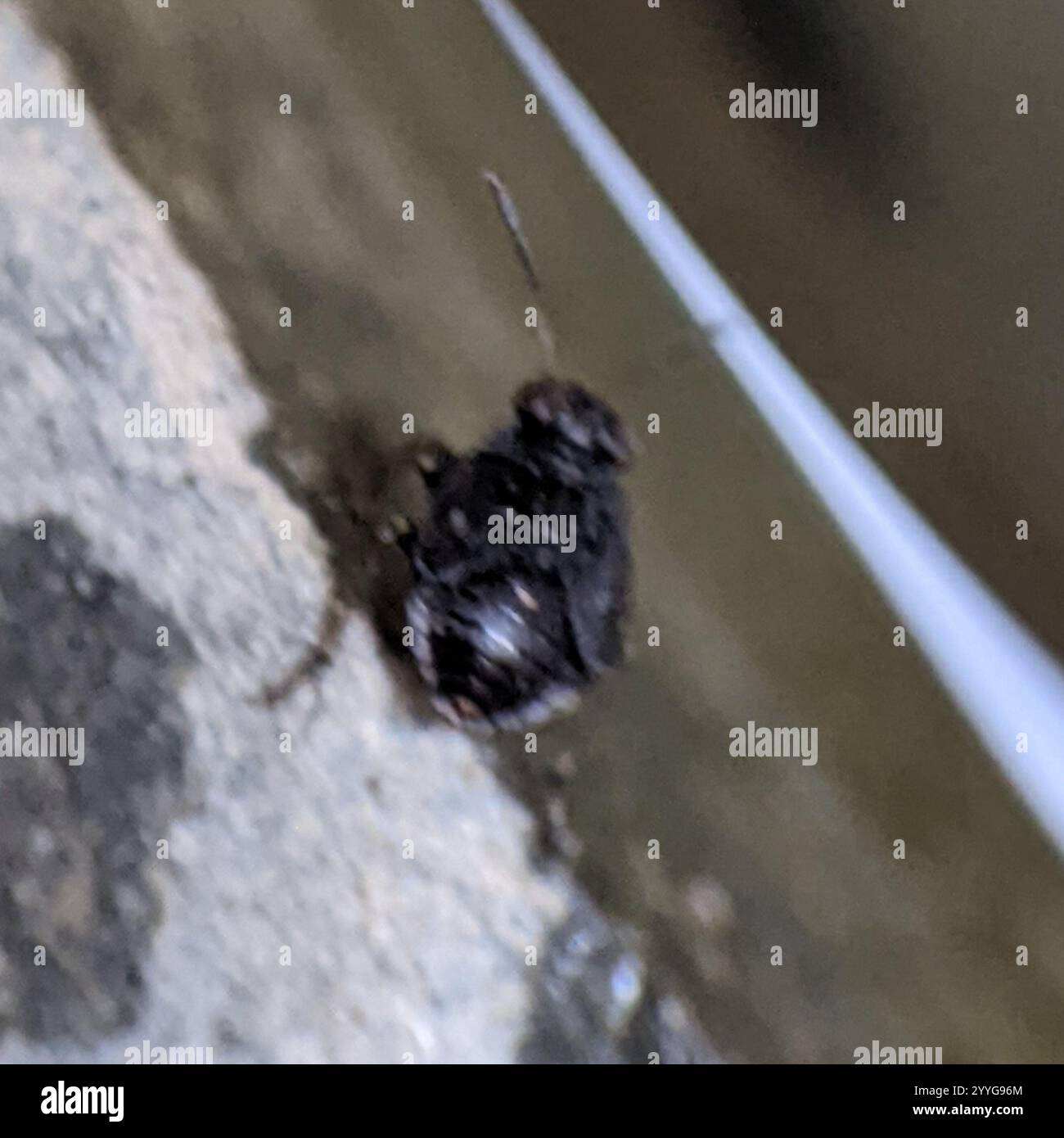 Shore bugs (Saldidae Stock Photo - Alamy