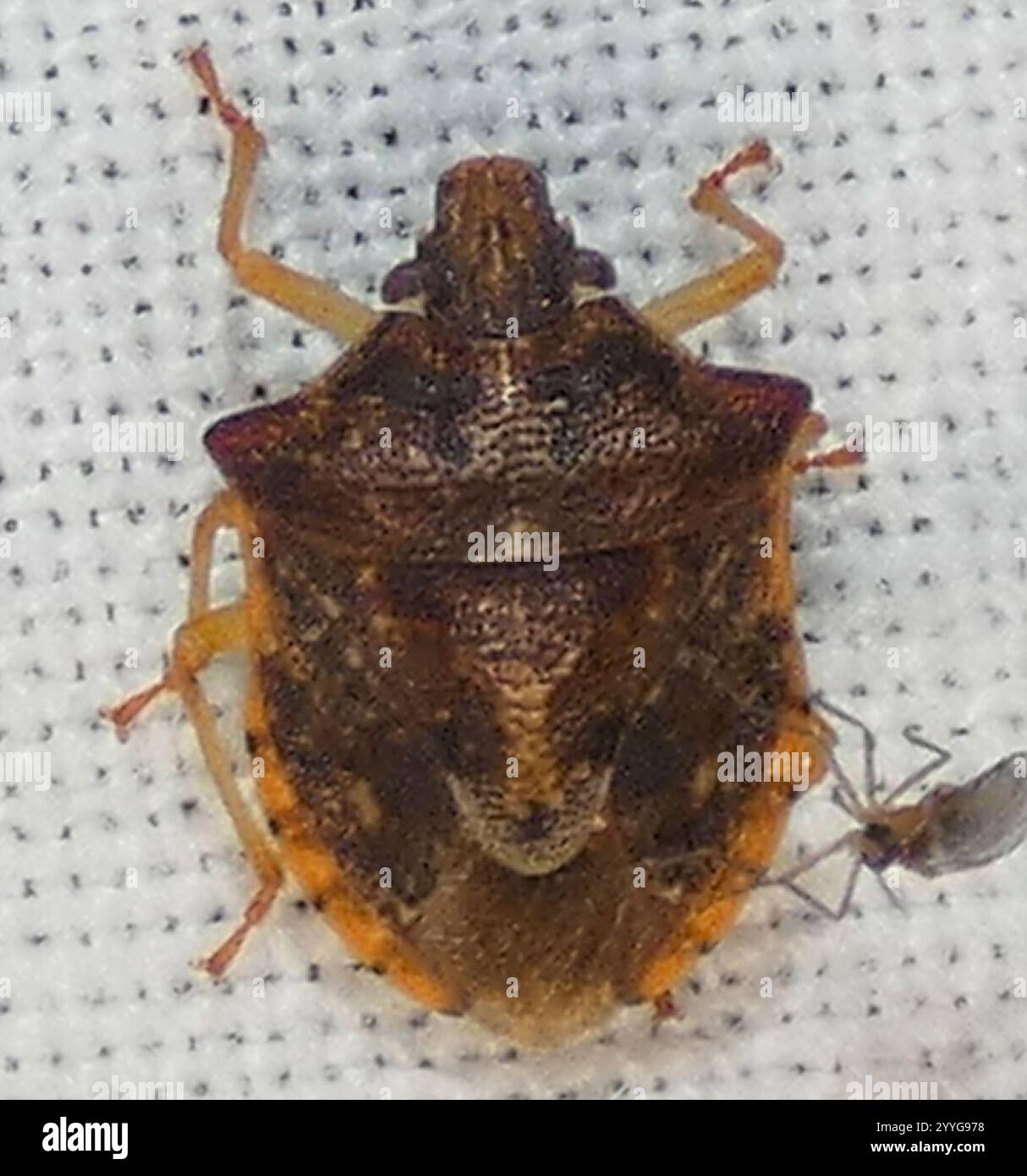 Dendrocoris hi-res stock photography and images - Alamy