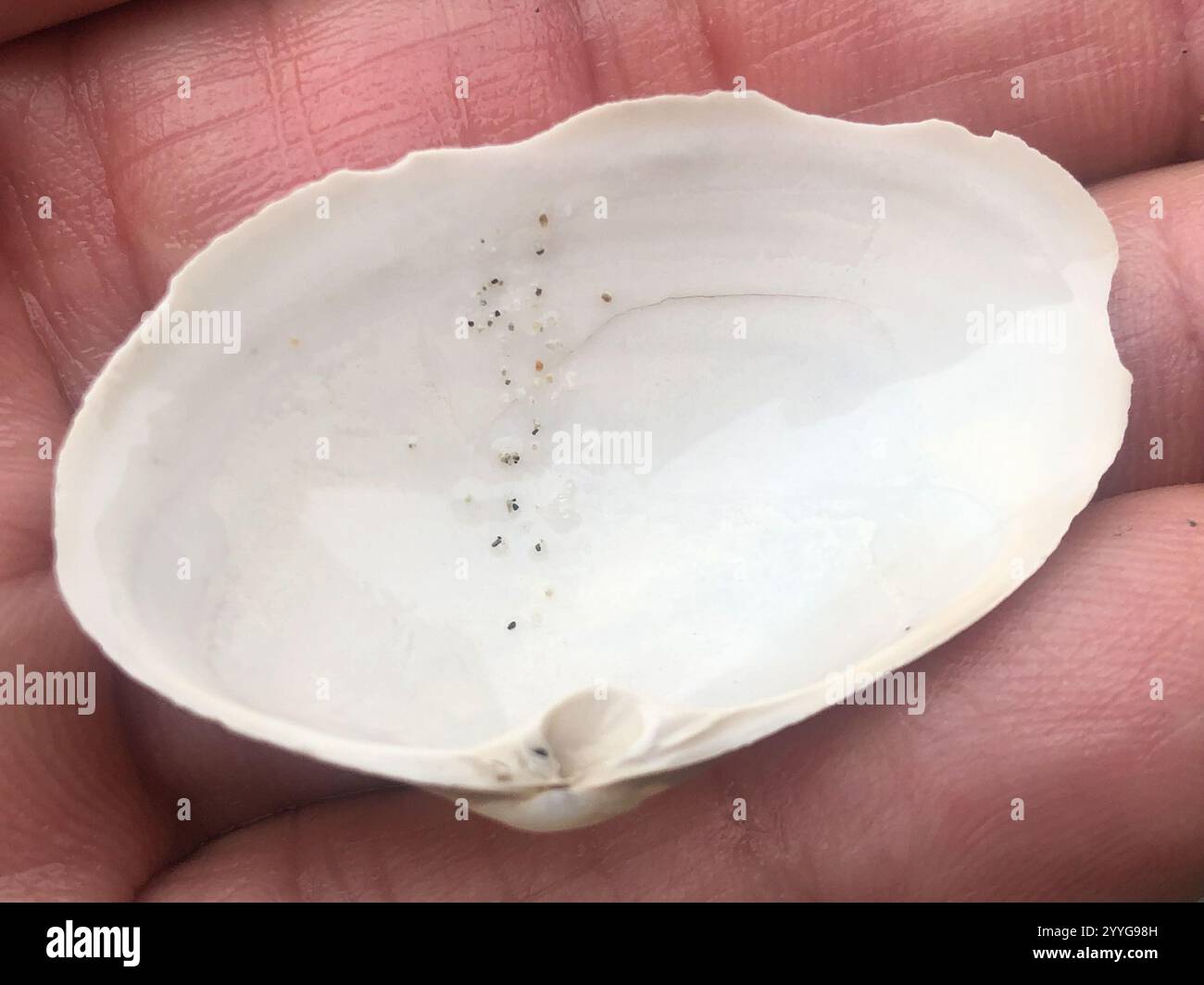 Pacific Gaper (Tresus nuttallii Stock Photo - Alamy