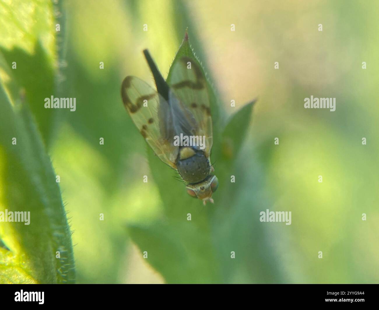 Bull Thistle Gall Fly (Urophora stylata Stock Photo - Alamy
