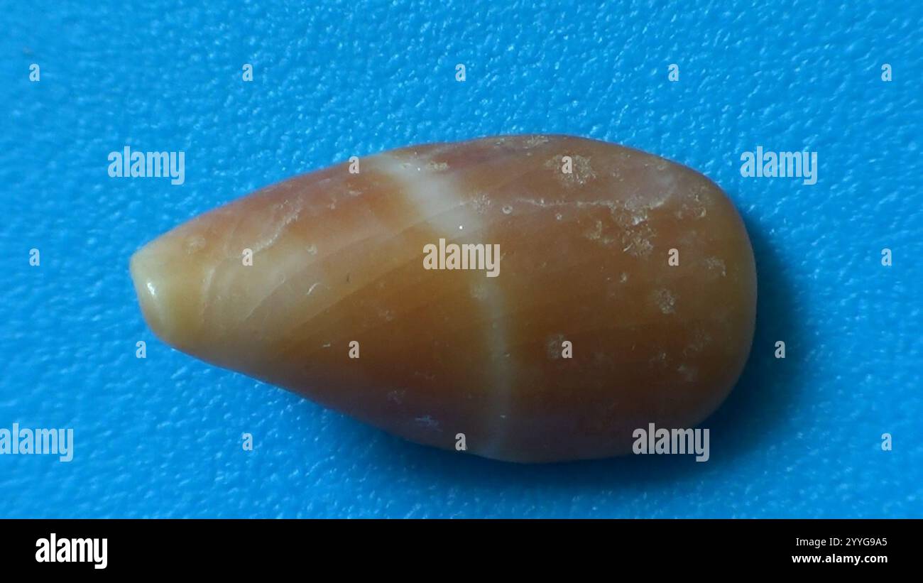 Cone Snails (Conidae Stock Photo - Alamy