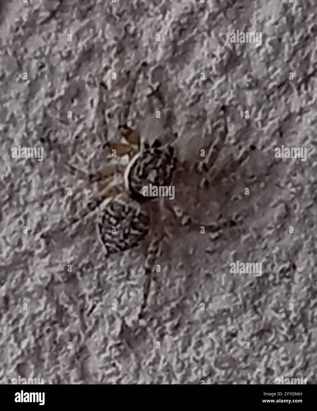 Half edged wall jumping spider hi-res stock photography and images - Alamy