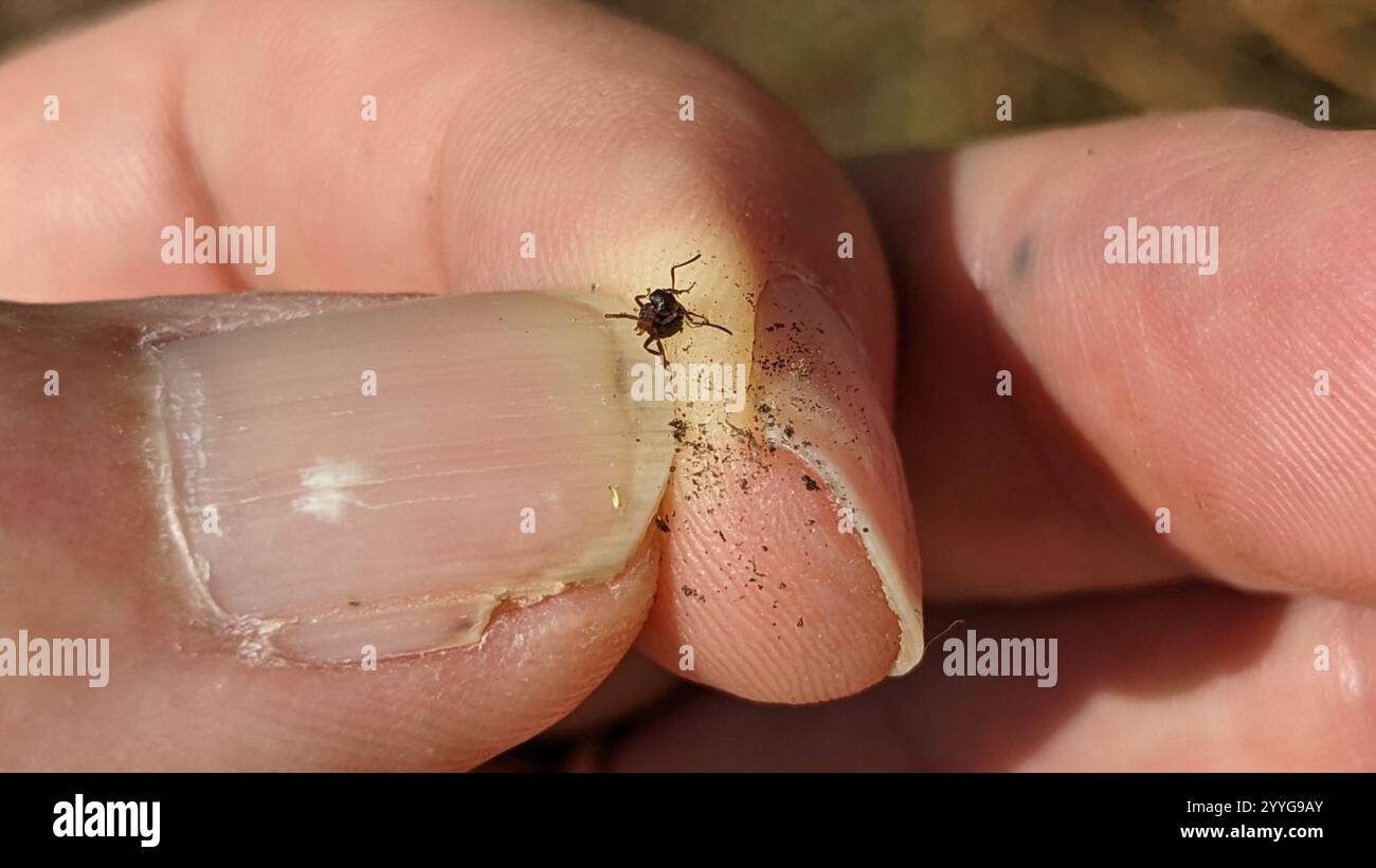 exsecta-group Wood and Mound Ants (Formica exsecta Stock Photo - Alamy