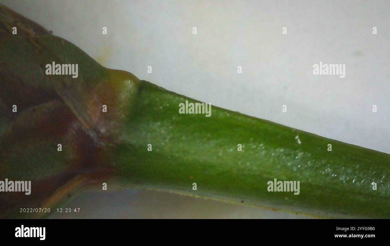 Bog Yellow-eyed Grass (Xyris difformis Stock Photo - Alamy