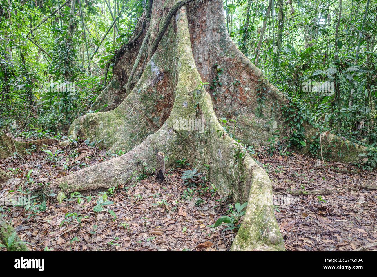 Tambopata, Peru - 28 Nov, 2024: Base roots of a giant Ceiba Pentranda ...