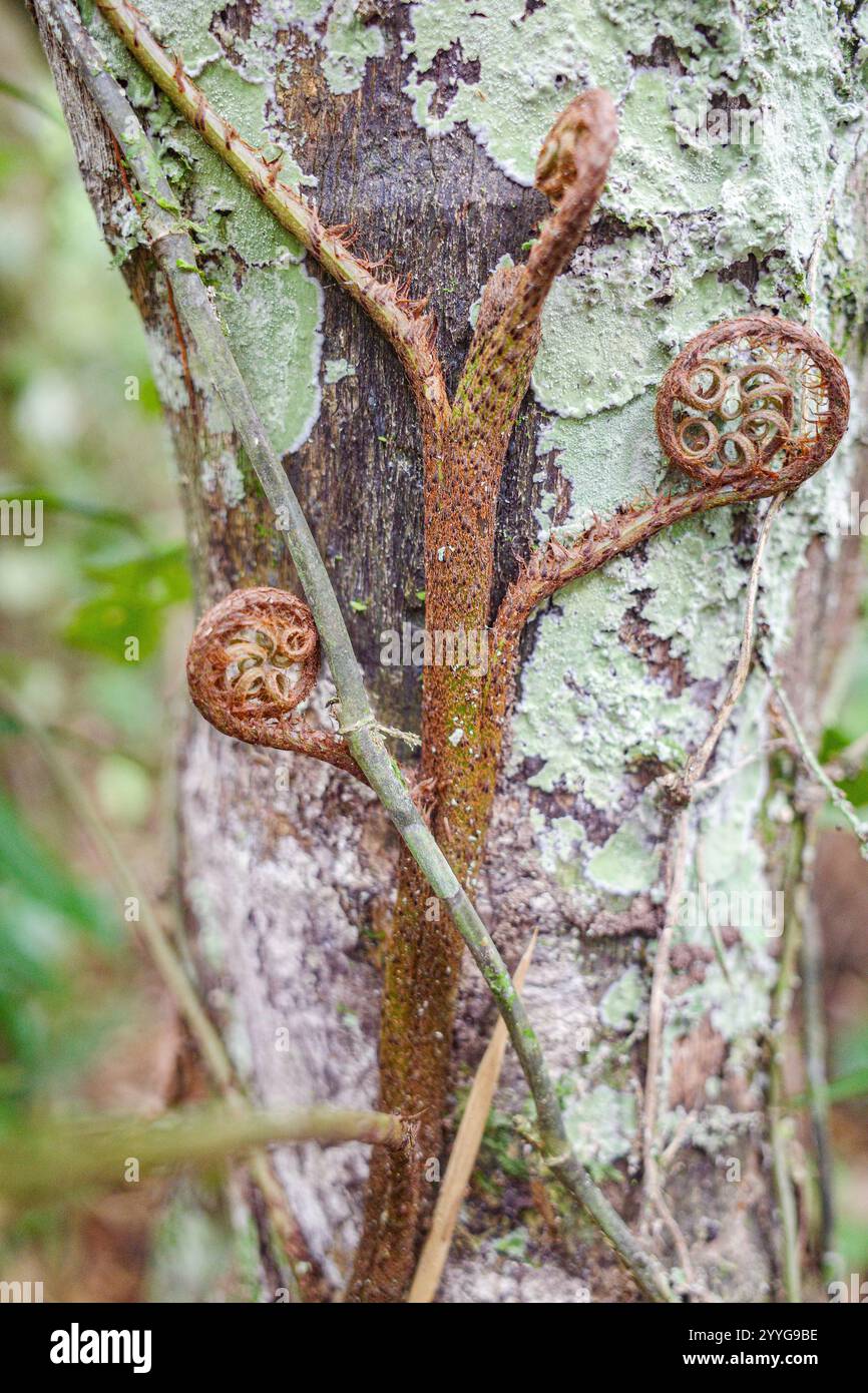Tambopata, Peru - 28 Nov, 2024: A tree fern vine growing in the Amazon ...