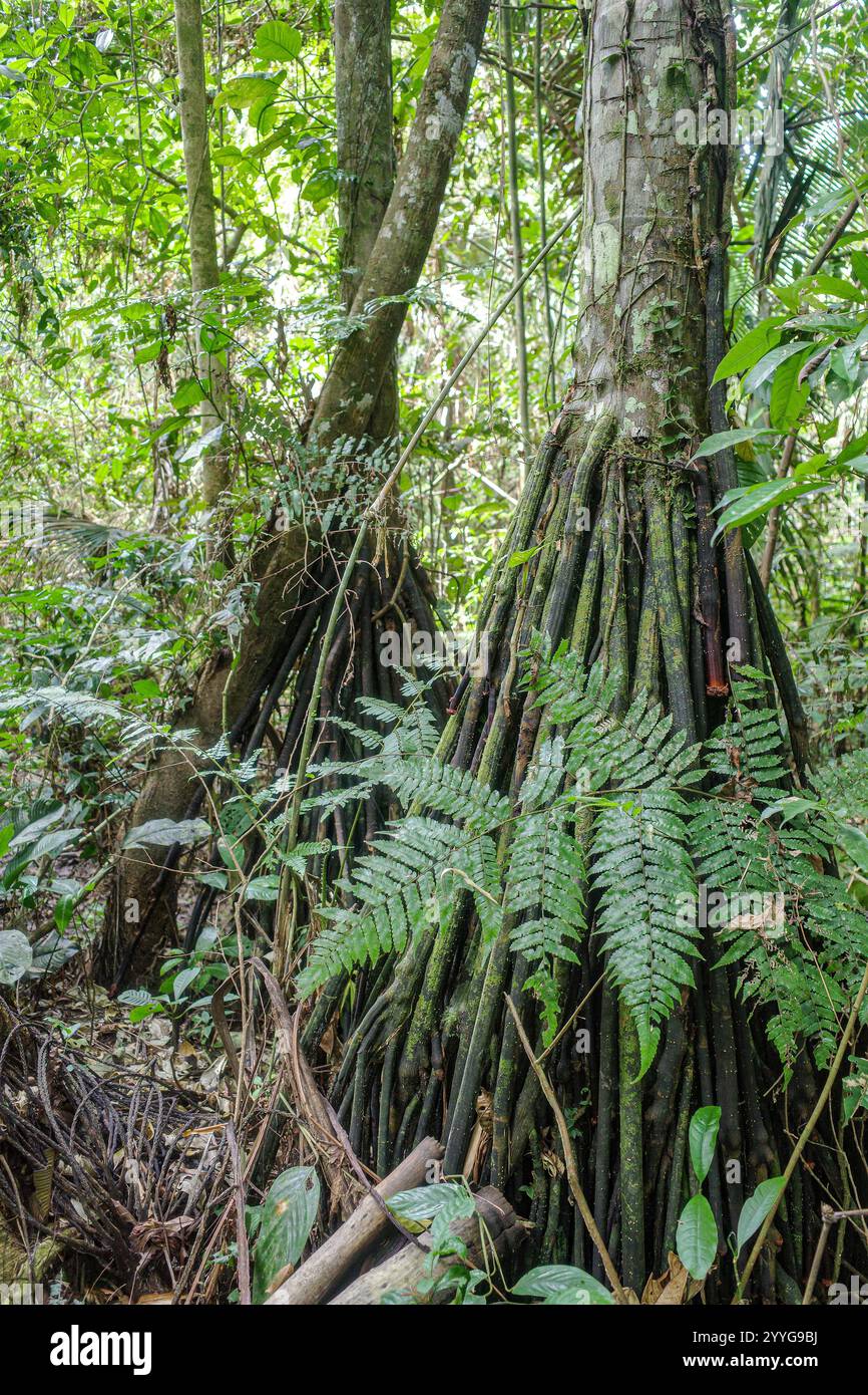 Tambopata, Peru - 26 Nov, 2024: Socratea exorrhiza, a walking palm or ...