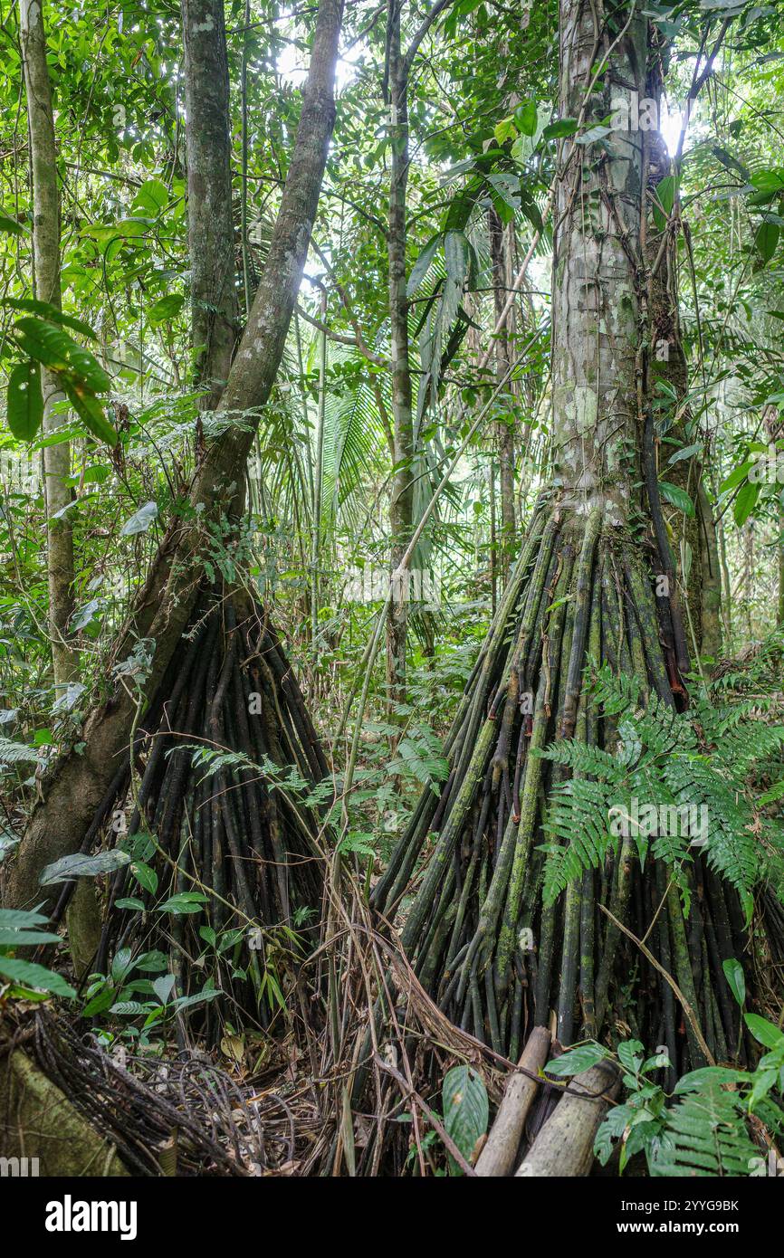 Tambopata, Peru - 26 Nov, 2024: Socratea exorrhiza, a walking palm or ...