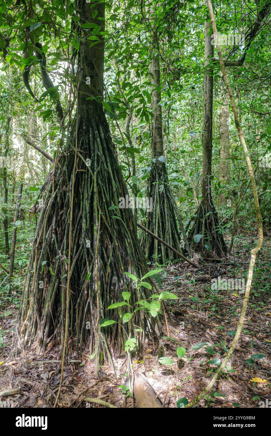 Tambopata, Peru - 26 Nov, 2024: Socratea exorrhiza, a walking palm or ...