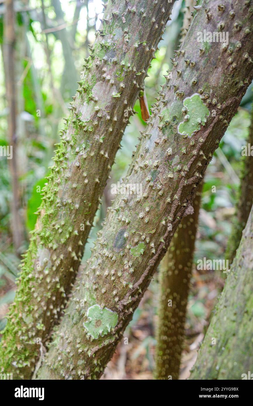 Tambopata, Peru - 28 Nov, 2024: Thorny sandbox tree, Tambopata Reserve ...