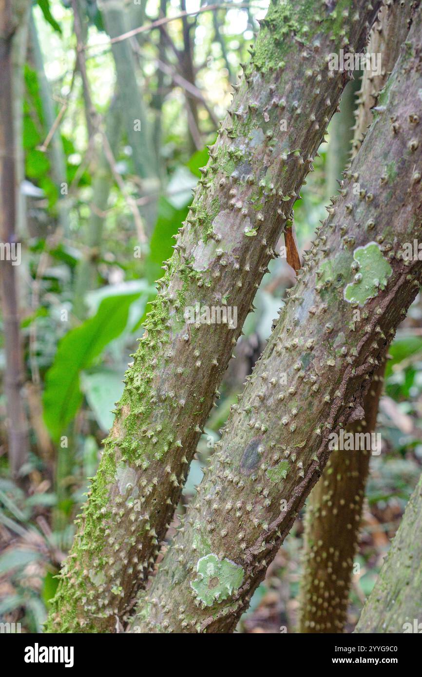Tambopata, Peru - 28 Nov, 2024: Thorny sandbox tree, Tambopata Reserve ...
