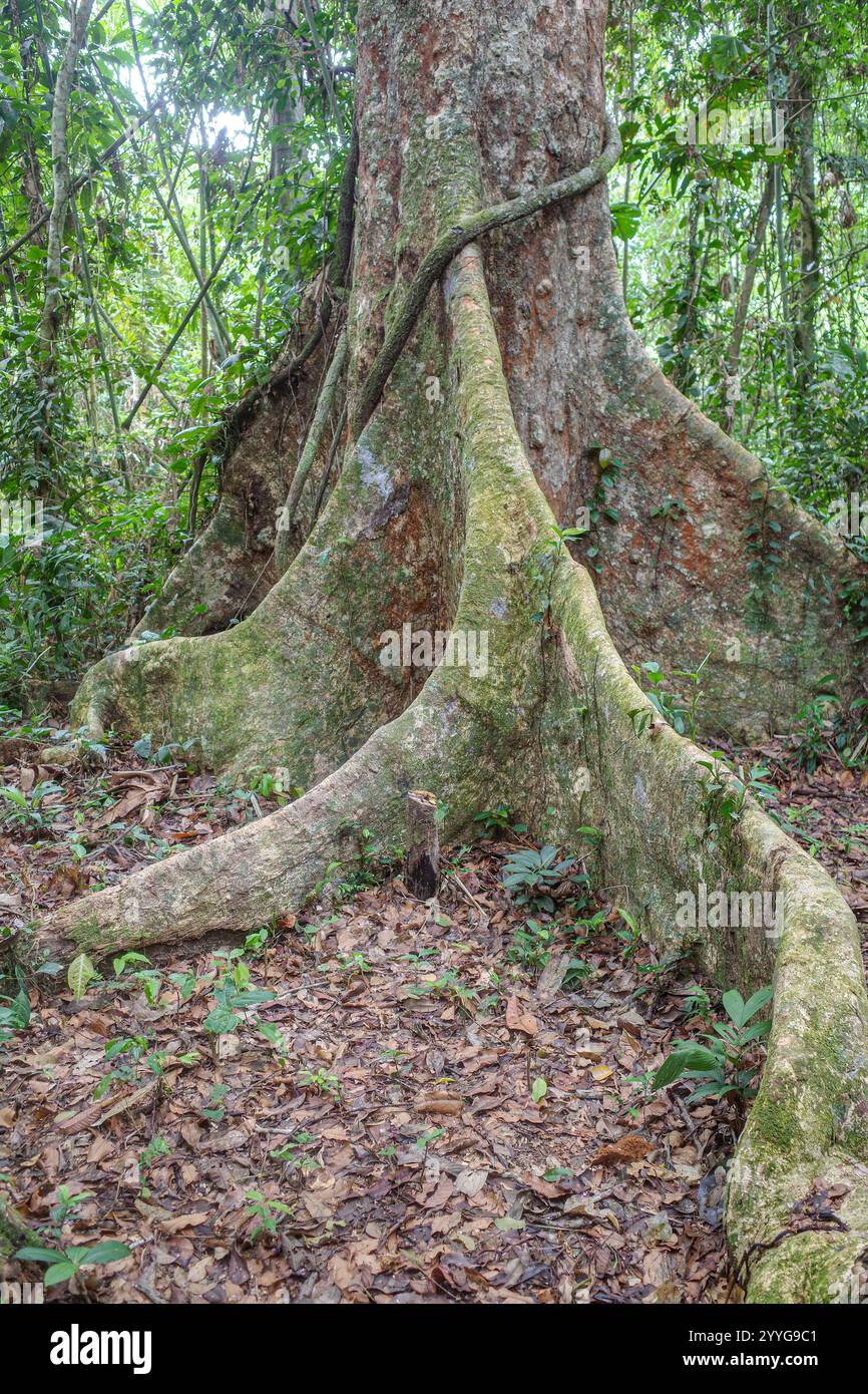 Selva tropical de la amazonia hi-res stock photography and images - Alamy