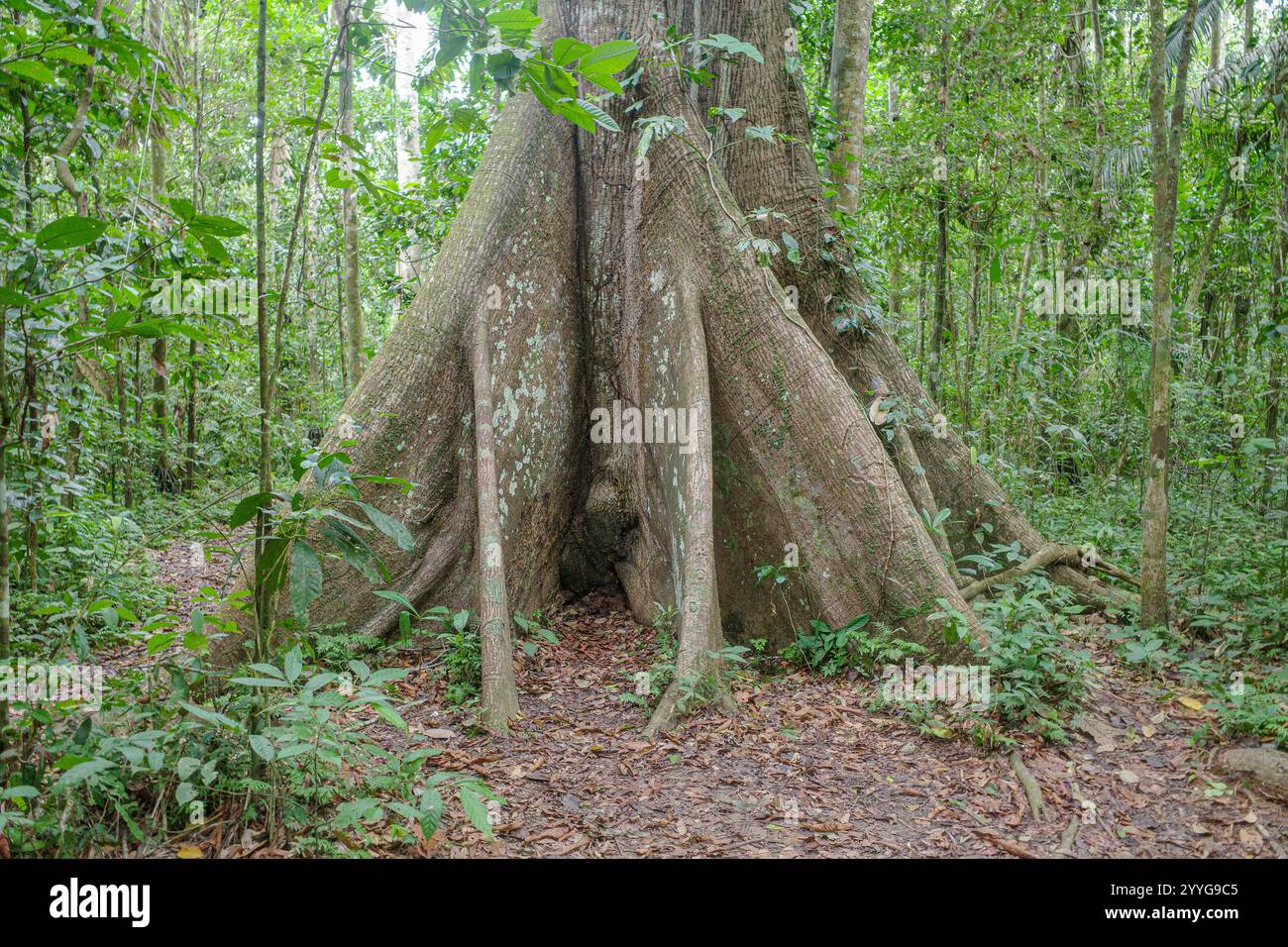 Tambopata, Peru - 28 Nov, 2024: Base roots of a giant Ceiba Pentranda ...