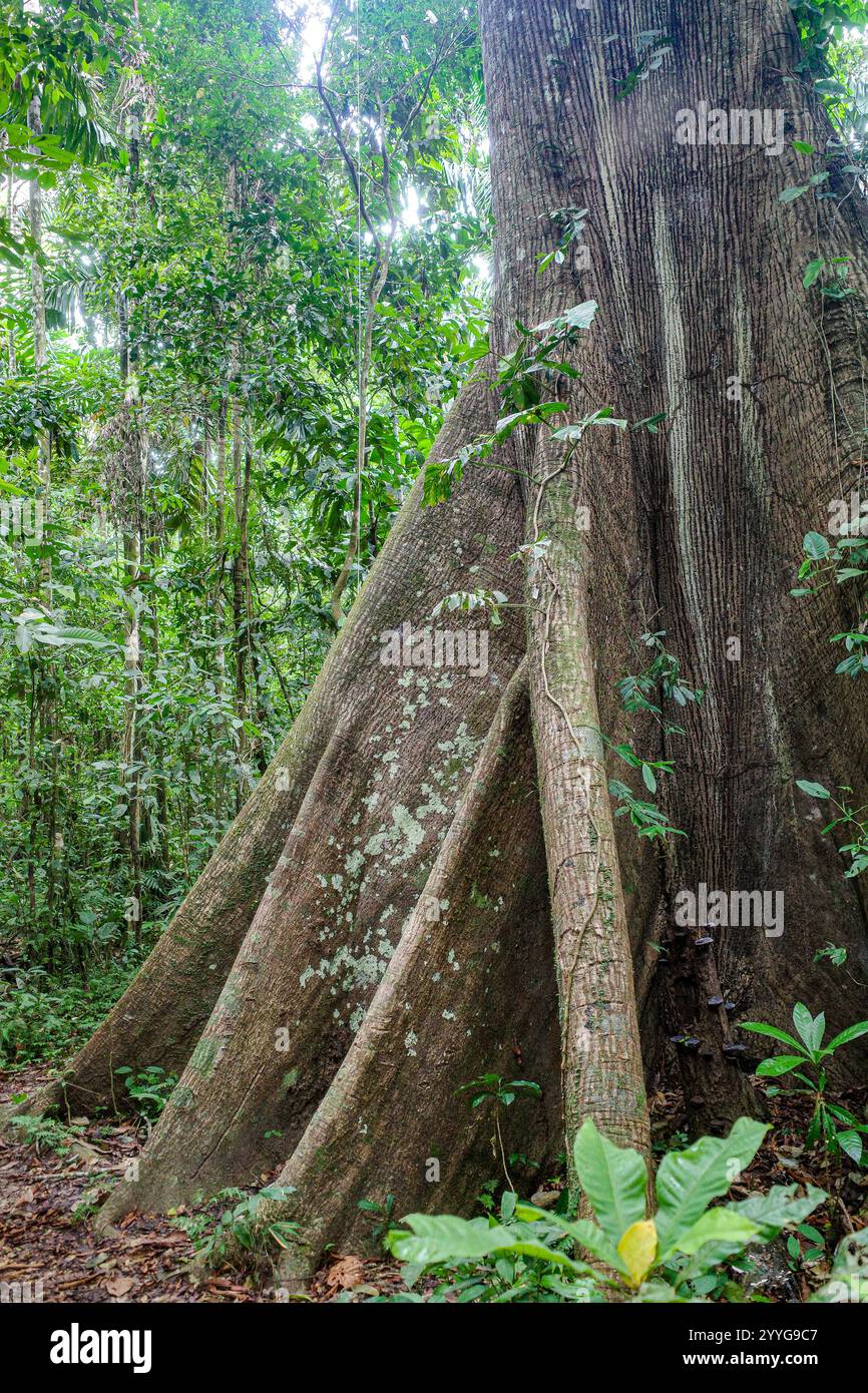 Tambopata, Peru - 28 Nov, 2024: Base roots of a giant Ceiba Pentranda ...